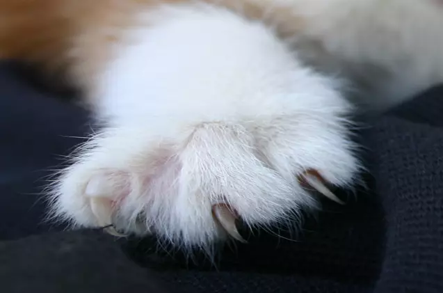 New Jersey Bisa jadi Nagara Kahiji Ngalarang Ucing Declawing 10079_1