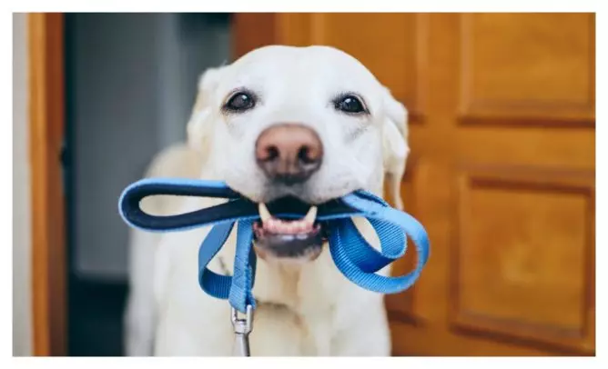 Undang-undang Jerman Baharu Memerlukan Berjalan Setiap Hari Untuk Anjing 100_1