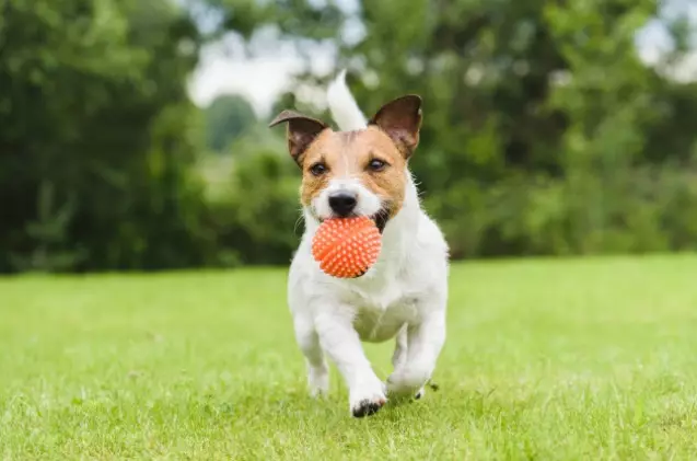 SniffSpot Membuat Ruang Hijau untuk Anjing Kota Menjadi Kenyataan 10196_1