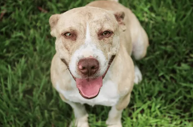 Cão Adotável da Semana - Atticus 10225_1