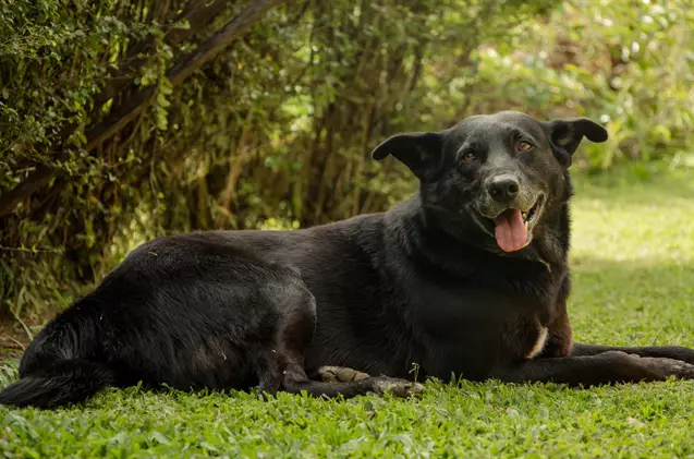 Colorado, Montana și Dakota de Sud sunt statele de top cu cele mai sănătoase animale de companie.