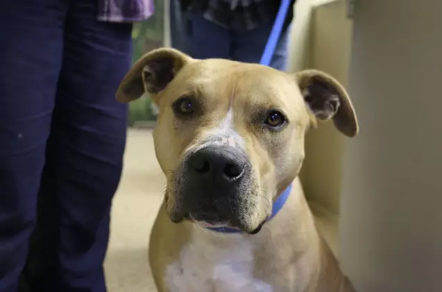 Um cão é liberado para sua família meses depois de ter sido mantido em um abrigo do condado