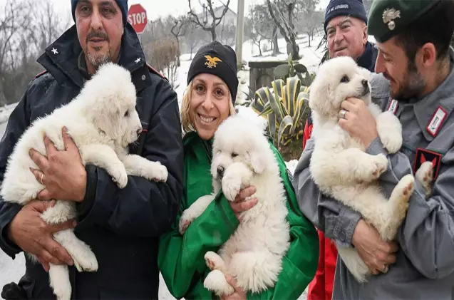 Drie puppy's werden gevonden in het puin van de aardbevingen in Italië.