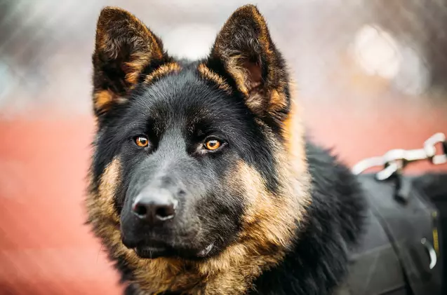 Ny Texas-lov har til formål at forhindre politiet i at skyde hunde 10304_1