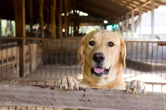 Các nhà làm luật Tham gia các nhóm phúc lợi động vật vì luật người chăn nuôi có trách nhiệm ở Kansas 10326_1