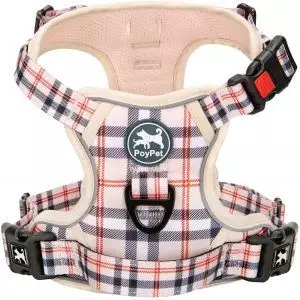 Harness Terbaik Untuk Morkies 10478_3