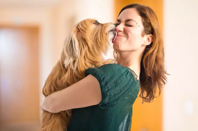 Sahibi Gibi, Köpek Gibi: Çalışma, Köpeklerin Davranışlarımızı Aldığını Kanıtlıyor 10498_1