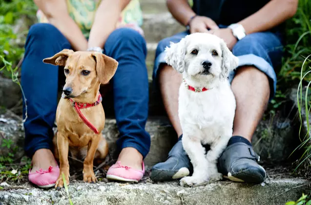 Nieuwe mensen ontmoeten? Enquête zegt: neem een hond 10558_1