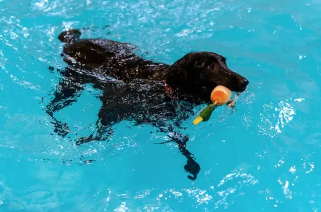 Nag-aalok ang Utah Doggie Daycare ng State-Of-The-Art Pool para sa Mga Tuta 10571_1