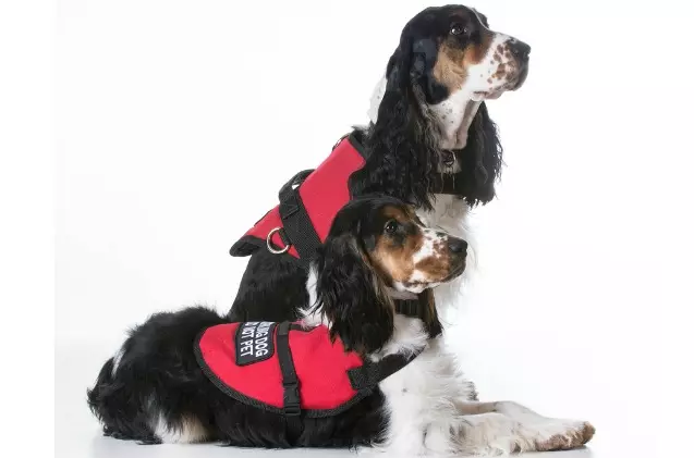 Wéi fannt Dir e renomméierten Service Dog Training Programm 10586_1