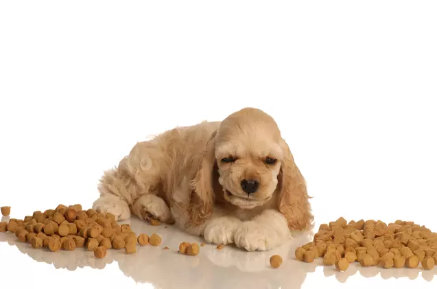 7 maneras de mejorar las croquetas para perros de tu perro 10618_1