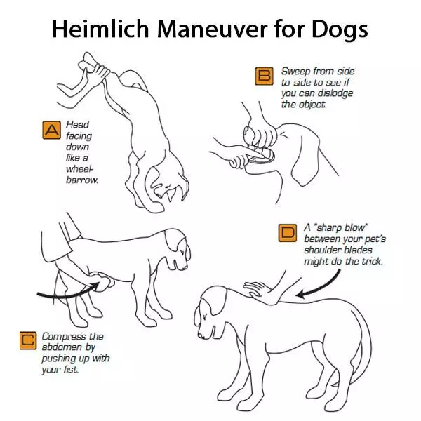 Anjing Heimlich Manuver - langkah