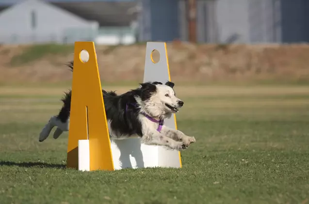 Дастури Superdog барои Flyball 10652_1