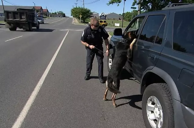 A „Dobj el kutyákat” Police K9 Heroesként toborozva 10854_1