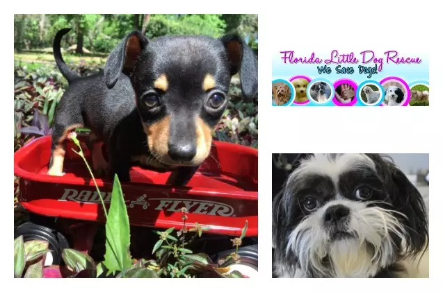 Shelter Spotlight: Florida Little Dog Rescue 10873_1