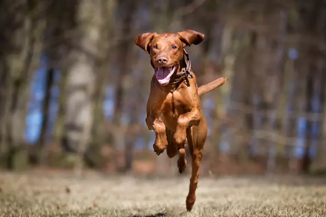 Koiranrodut juoksijoille: Vizsla