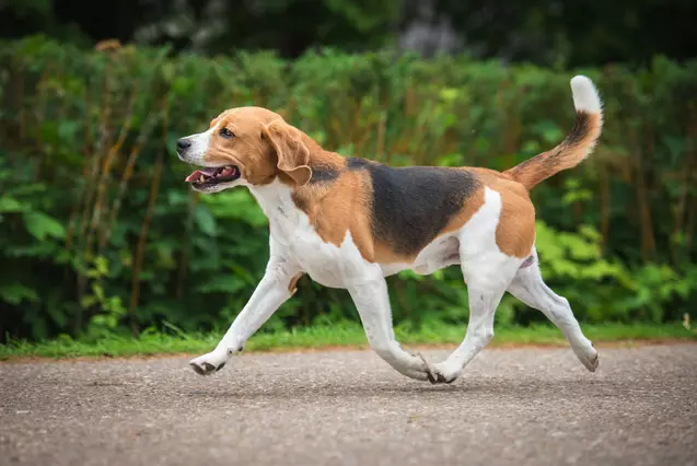 Koirarodut juoksijoille: Beagle