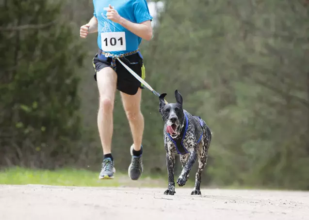 Razez ta' Klieb għar-Runners: Ġermaniż Shorthaired Pointer