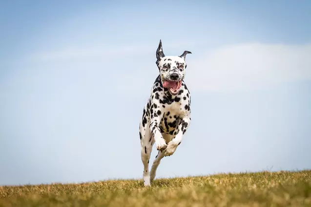 የውሻ ዝርያዎች ለሯጮች፡ Dalmatian