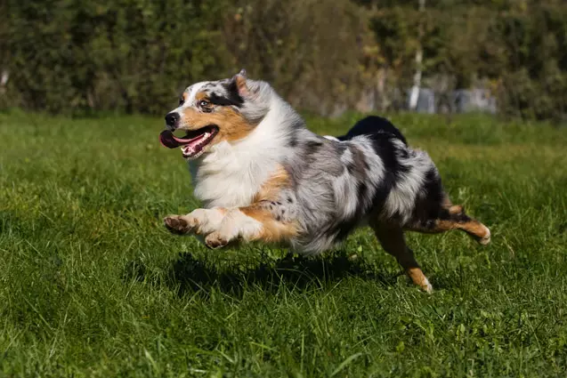 Razez ta’ Klieb għar-Runners: Australian Shepherd