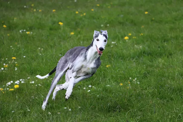 Plemena psů pro běžce: Greyhound