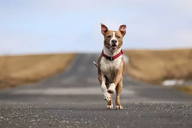 Razez ta' Klieb għar-Runners: American Staffordshire Terrier