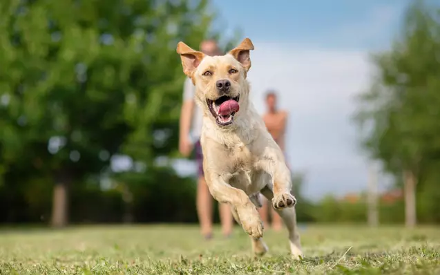 Koirarodut juoksijoille: Labradorinnoutaja