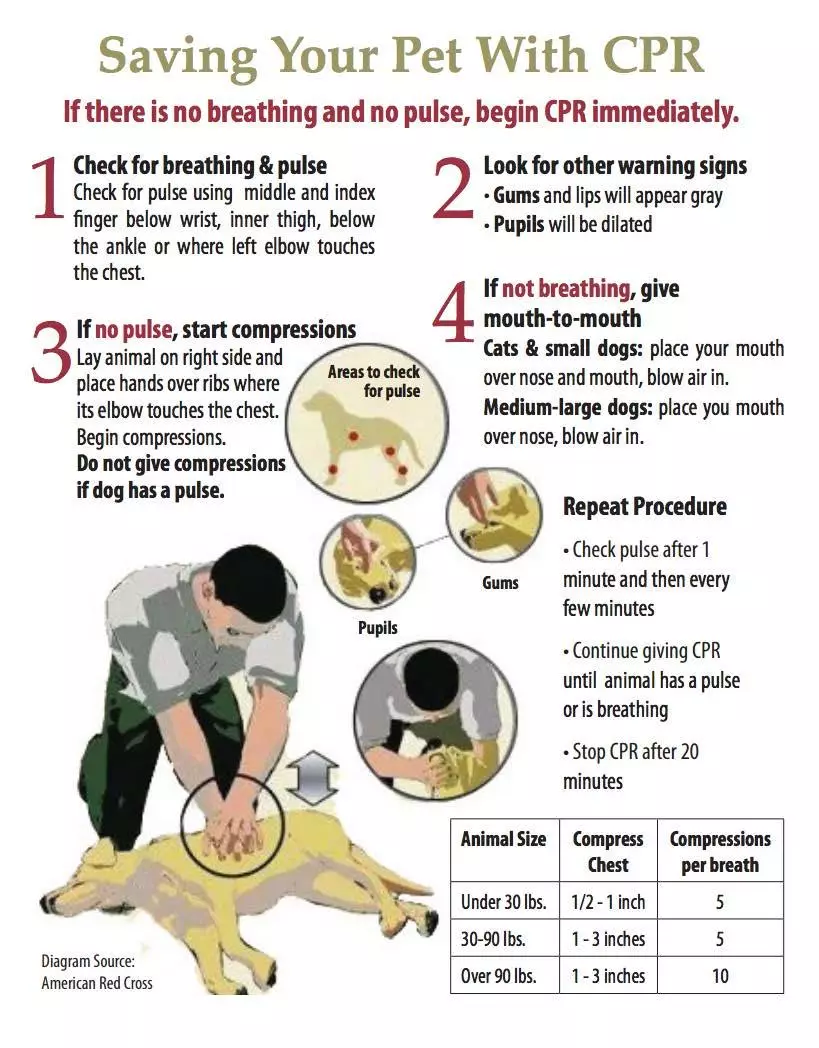 Giunsa paghimo ang mga lakang sa Dog CPR