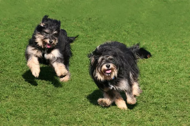 警告の兆候：犬のフィラリアの症状 11069_1