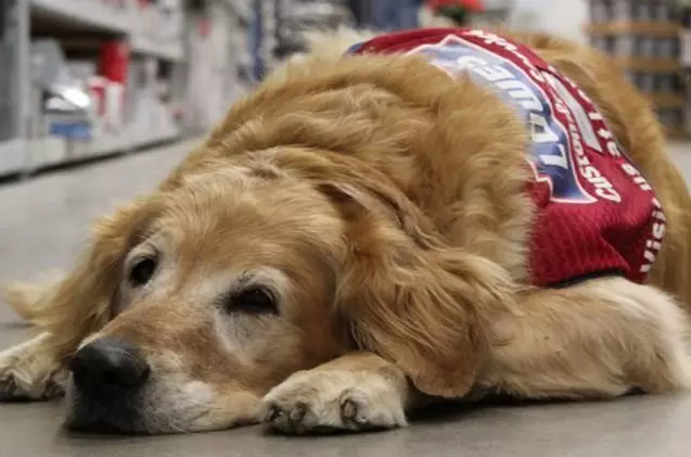 Le vétéran et le chien d'assistance n'ont pas pu trouver de travail... jusqu'à ce que Lowes les embauche ! 11286_1