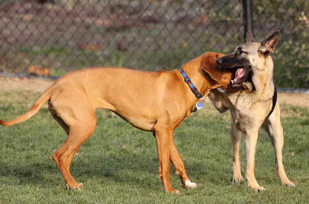 အိမ်မွေးတိရိစ္ဆာန်မိဘသတိပေးချက်- Canine Influenza ဖြစ်ပွားမှုနှင့်ပတ်သက်၍ သင်သိထားရမည့်အရာ 11310_1