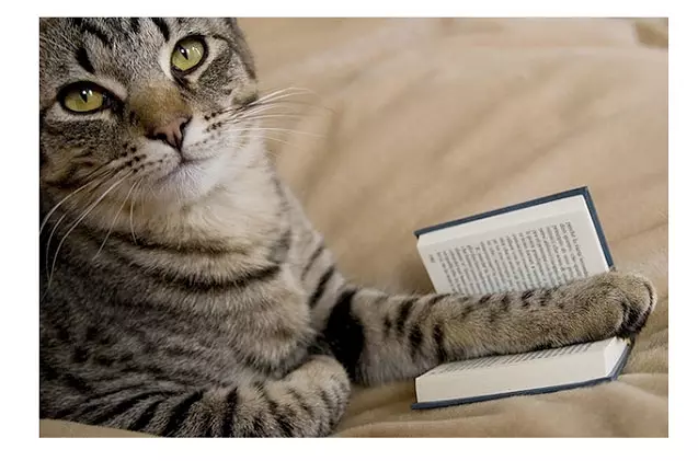 Indizi che il tuo gatto è fuori per prenderti: Reading Cat