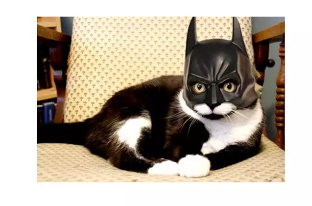 Endikasyon ke chat ou a soti pou jwenn ou: Cat Batman Mask