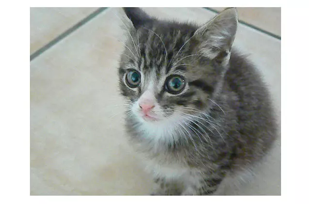 Indizi che il tuo gatto sta cercando di prenderti: gatto innocente