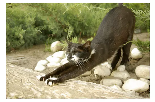 Indizi che il tuo gatto sta cercando di prenderti: affilatura degli artigli di gatto