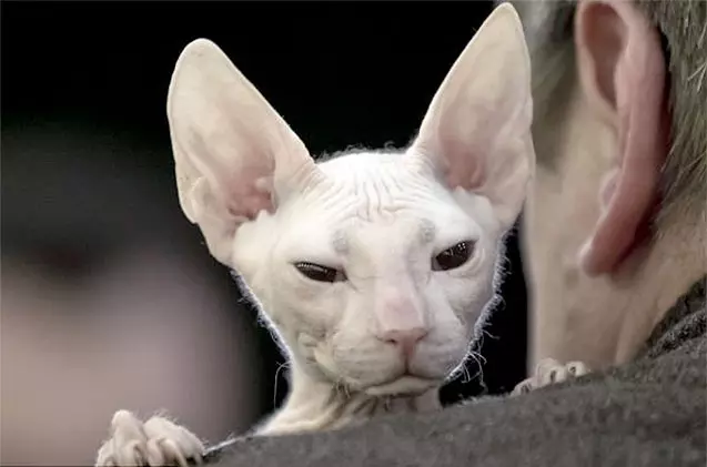 Indizi che il tuo gatto sta cercando di prenderti: occhi malvagi