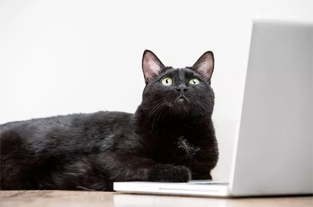 Indizi che il tuo gatto è fuori per prenderti: gatti e computer