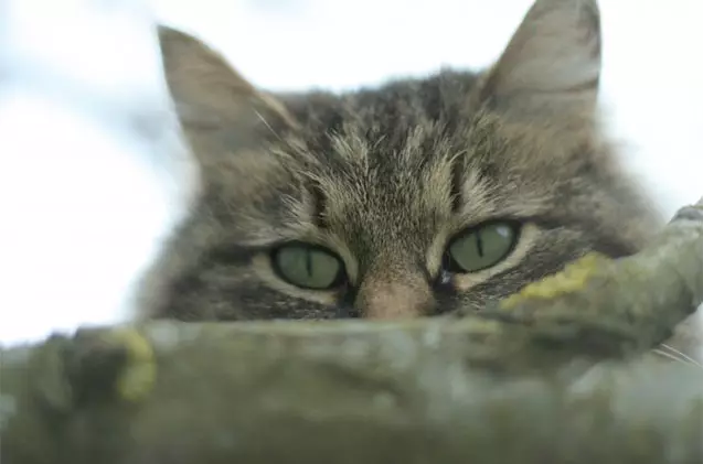 Endikasyon ke chat ou a soti pou jwenn ou: chat kachèt