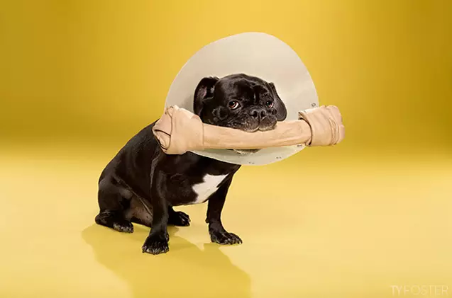 Timeout Photo Collection Captures Dogs' Lament To The Cone Of Shame 11353_1