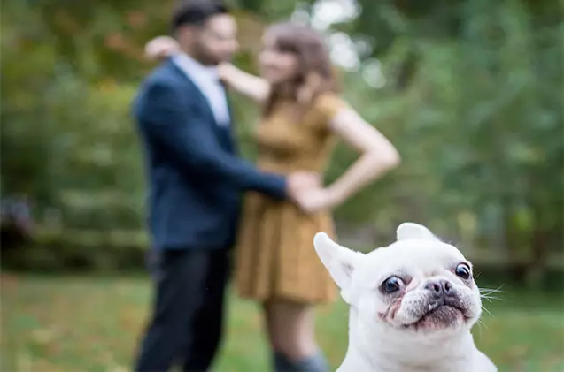 10 Unapologetic Photobombing Pets 11366_1