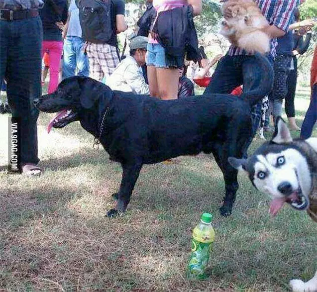 10 Unapologetic Photobombing Pets 11366_7