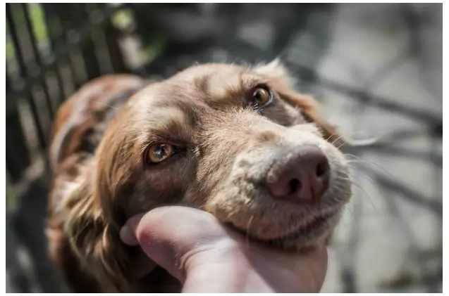 Perdere il tuo animale domestico è più difficile che perdere una persona? 11404_1