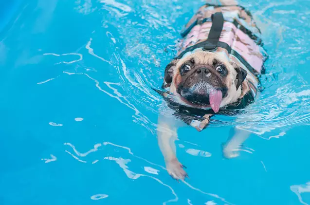 Zomwe Muyenera Kudziwa Zokhudza Canine Hydrotherapy 11524_1