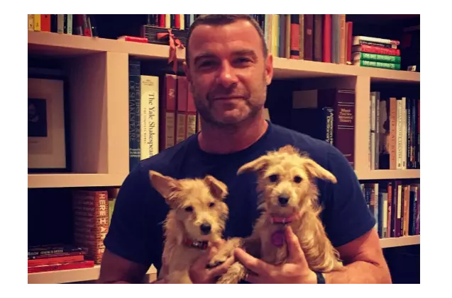 Liev Schreiber adopte deux chiots de l'ouragan Harvey 11538_1