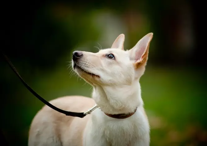 Perkara Pertama Pertama: Ajar Anak Anjing Anda Cara Fokus 11541_1