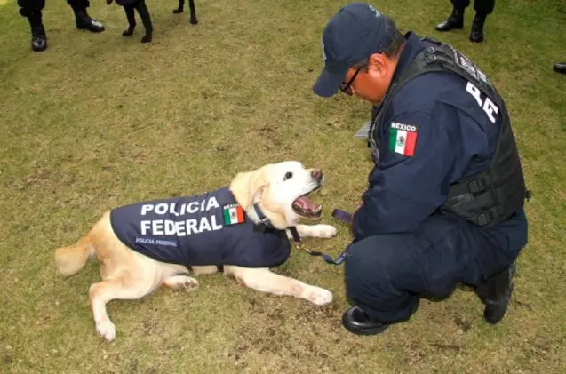 Nova lei significa que México deixará de sacrificar cans policía xubilados 11669_1