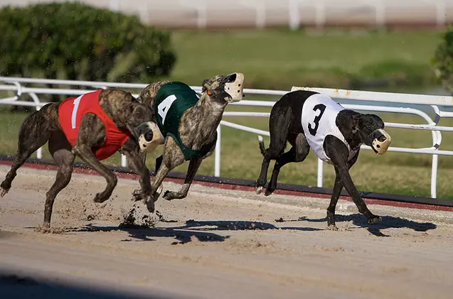 Statistik chokan revele Vrè pri Greyhound kous la 11676_1