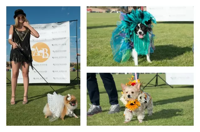 O desfile de moda canino mais extravagante do Arizona é tão atraente! 11757_1