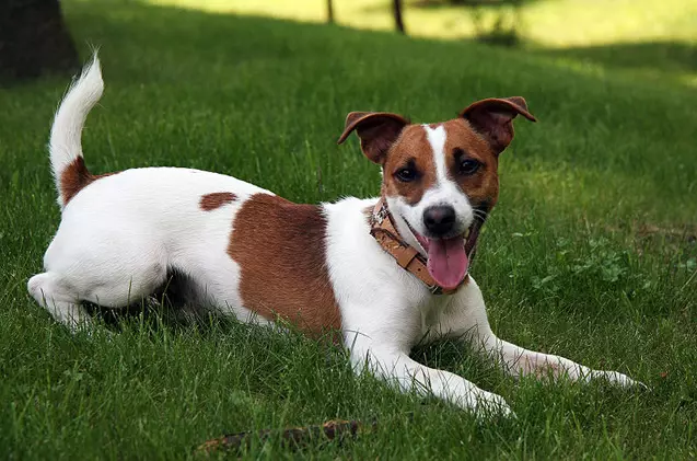 Féadfaidh sé a bheith beag, ach an rud atá in easnamh ar an mBrocaire Jack Russell ó thaobh méide de, is mó a dhéanann sé suas ó thaobh fuinnimh de.