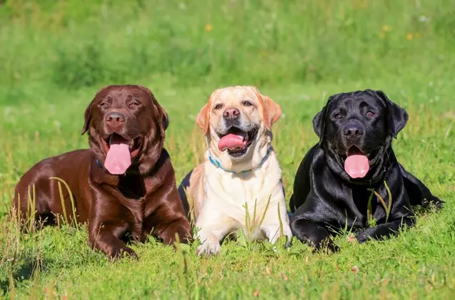 10 Baka Anjing Teratas Yang Biasa Ditemui di Tempat Perlindungan 11772_3